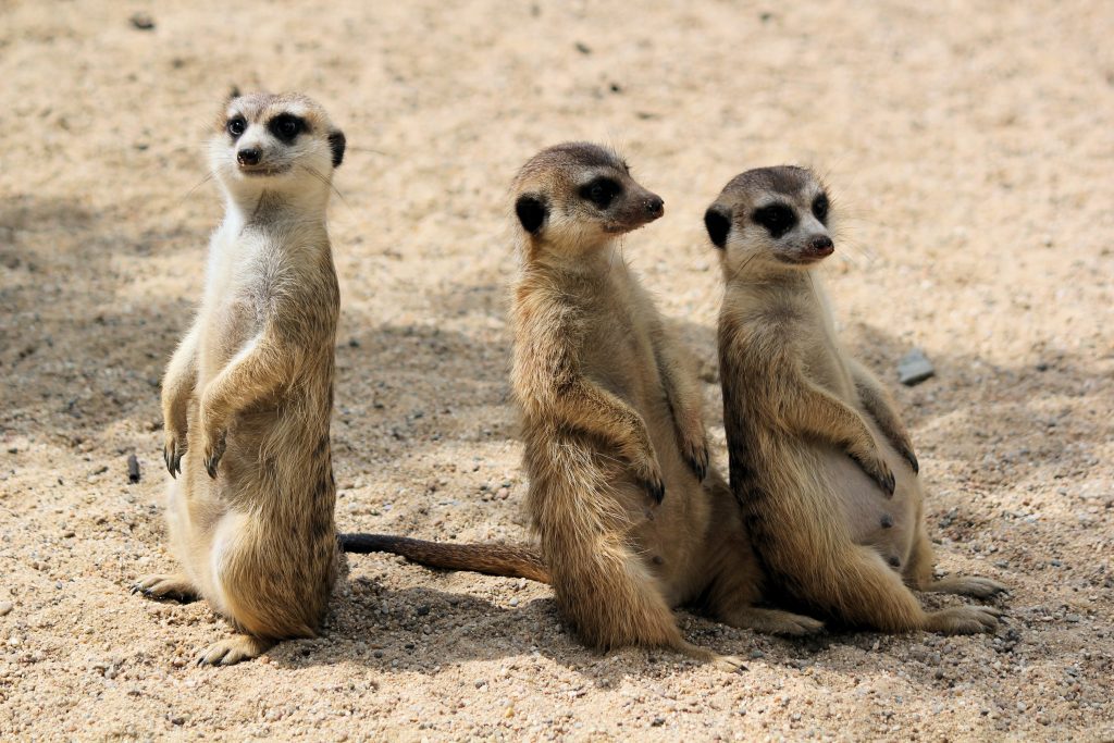 18 Magical Facts About Meerkats Facts