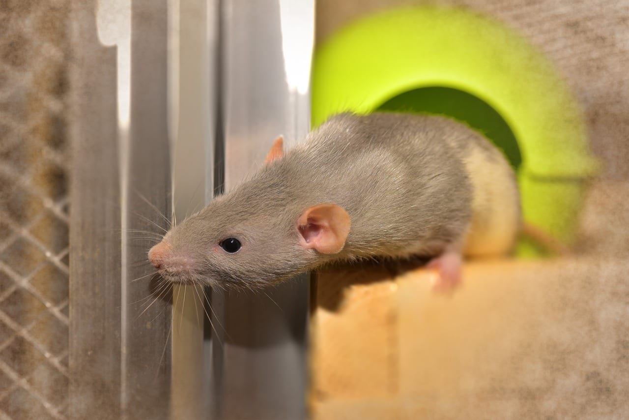 10 Refreshing Facts About Rats - Fact City