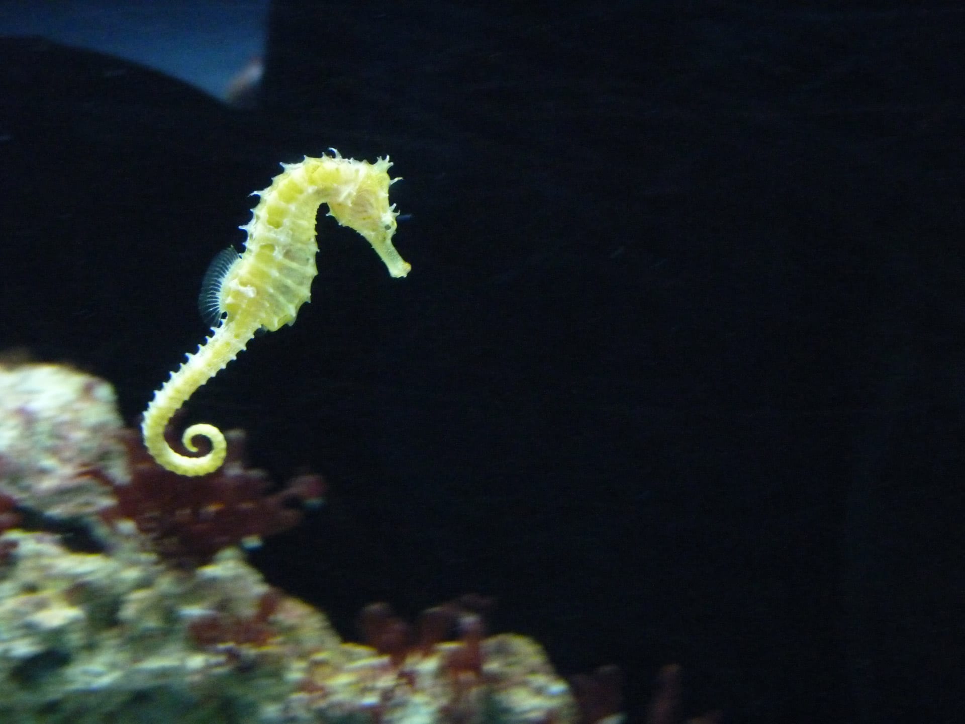 14 Sensational Facts About Seahorses - Fact City