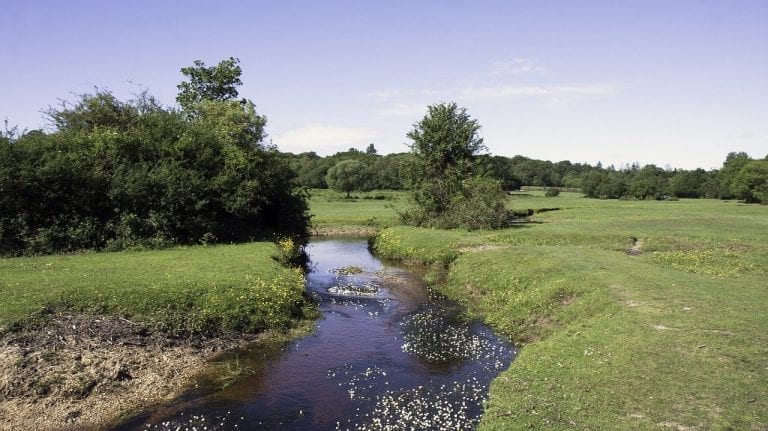 14 Fantastic Facts About The New Forest | Fact City