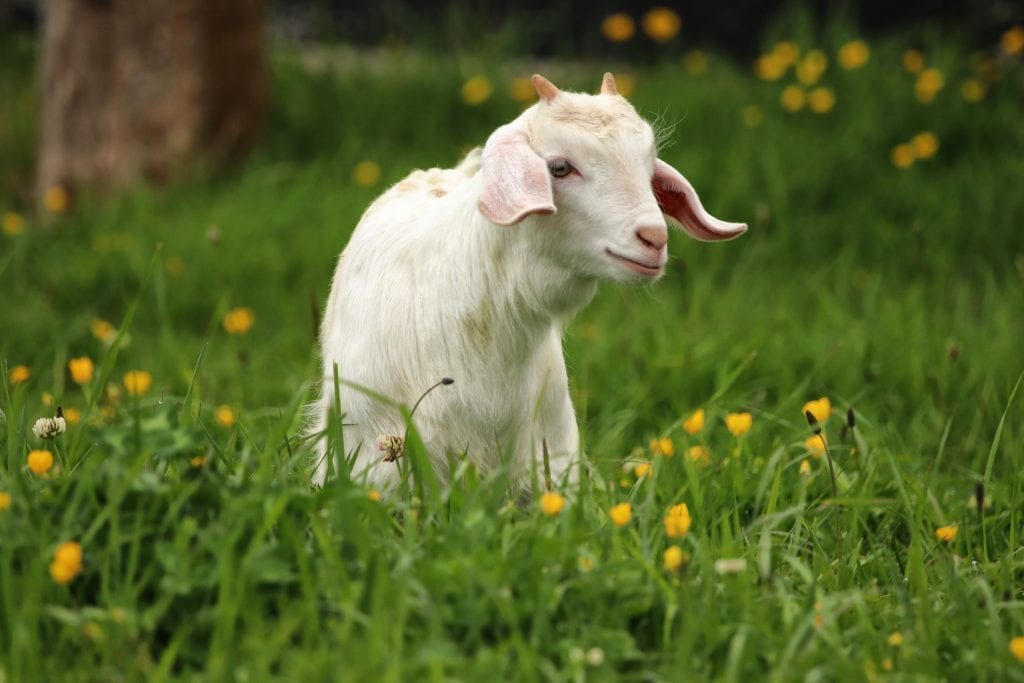 15 Genius Facts About Goats - Fact City