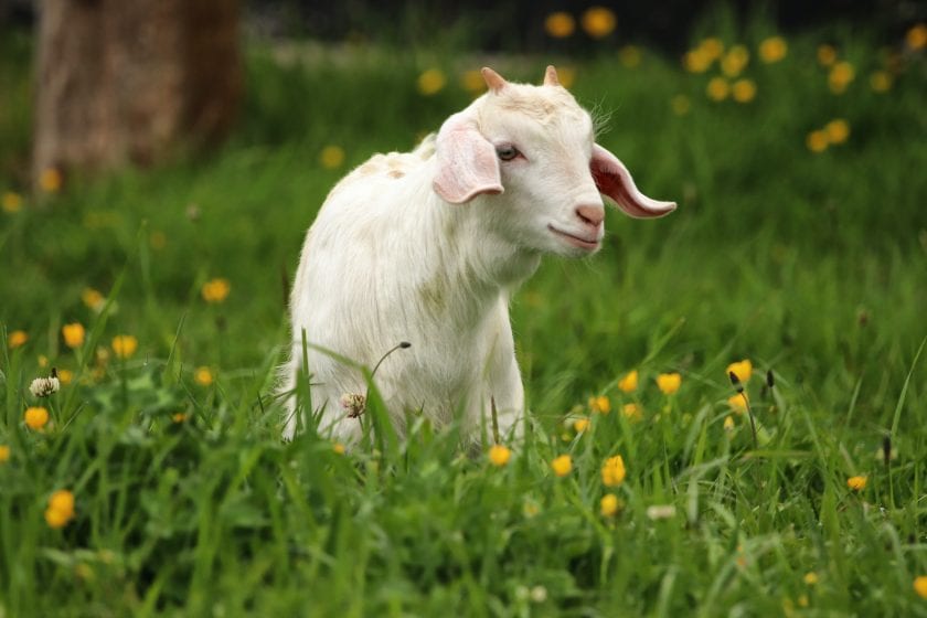 15 Genius Facts About Goats - Fact City