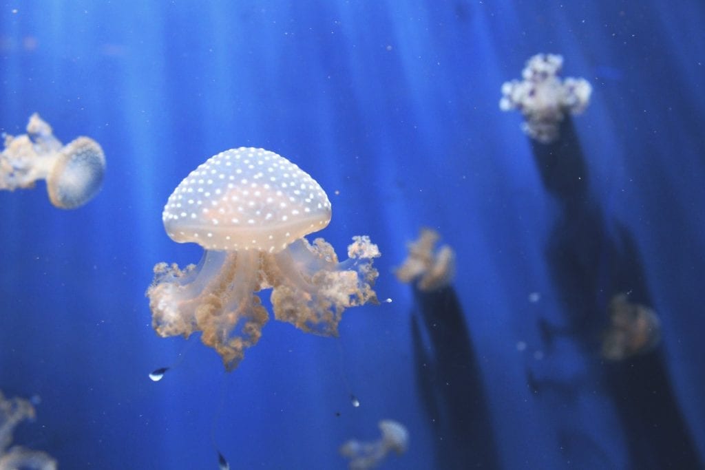 11 Fascinating Facts About Jellyfish - Fact City