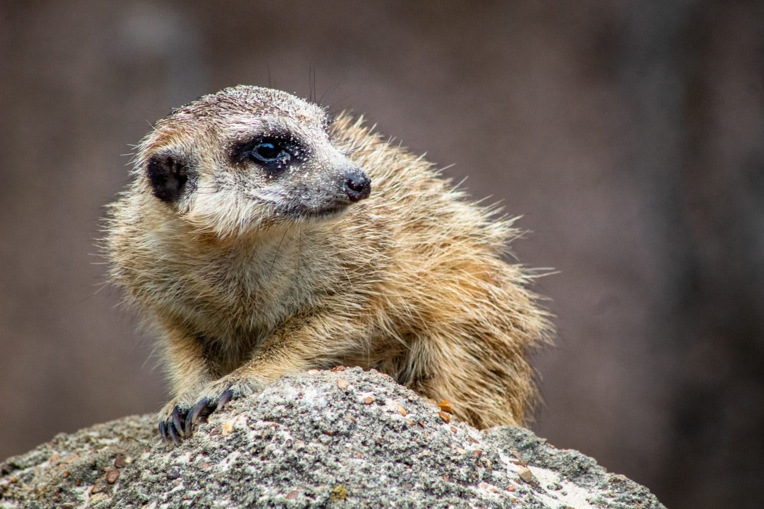 16 Magical Facts About Meerkats - Fact City
