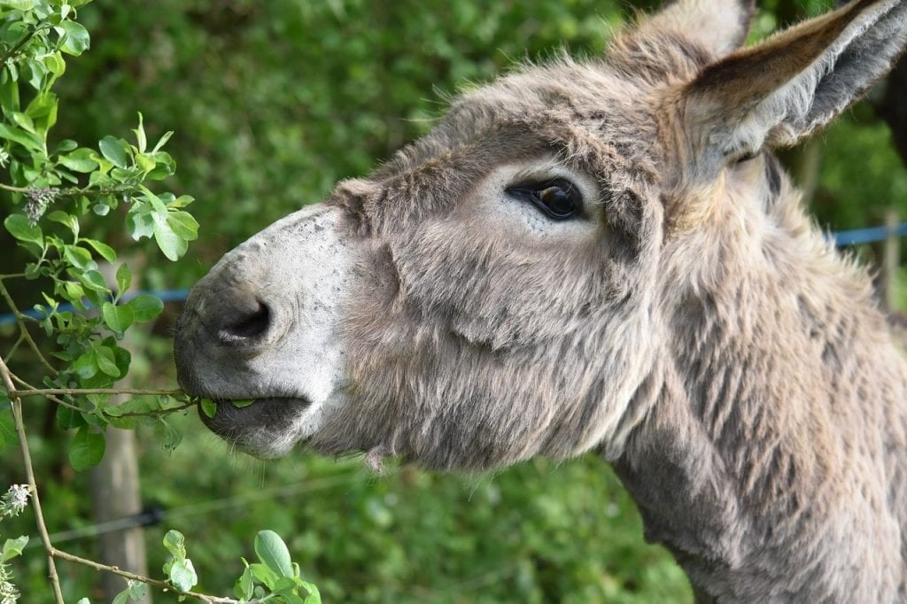 24 Delightful Facts About Donkeys - Fact City