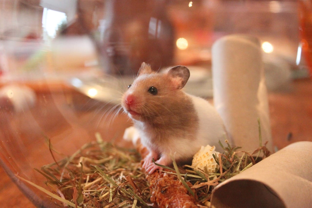 16 Happy Facts About Hamsters - Fact City