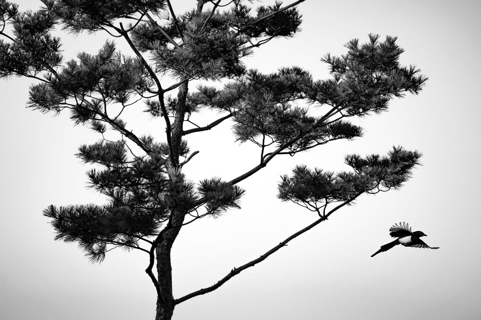 17 Interesting Facts About Magpies - Fact City