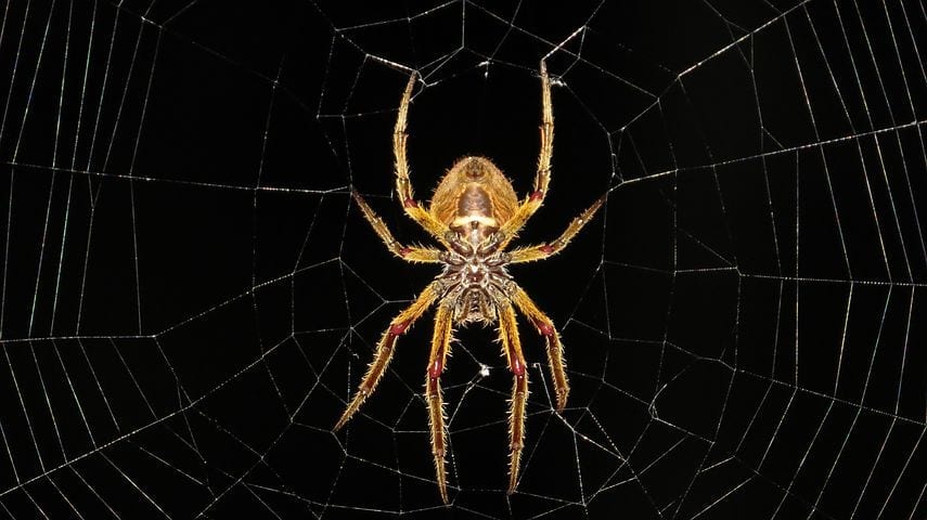 12 Strange Facts About Spiders - Fact City