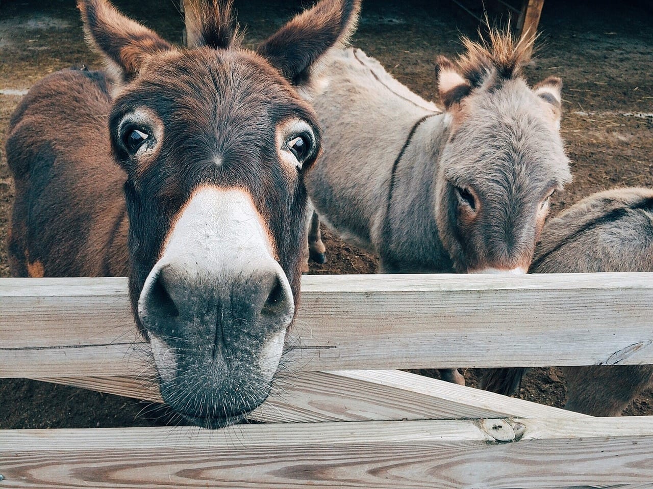 24 Delightful Facts About Donkeys - Fact City