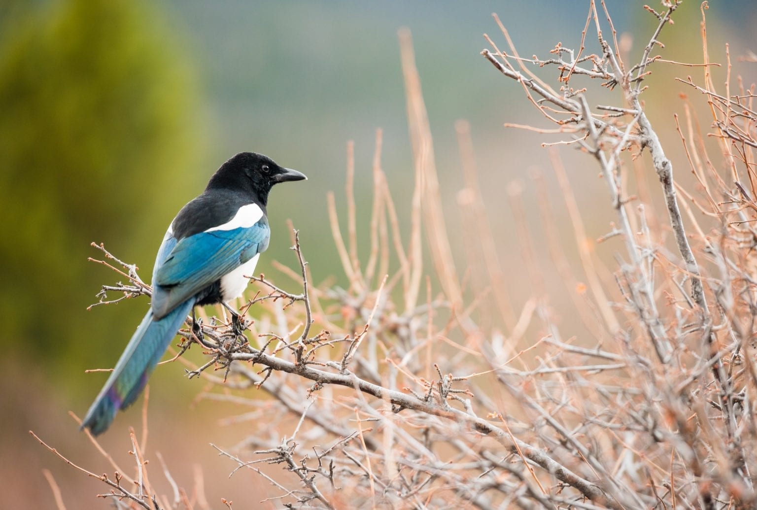 17 Interesting Facts About Magpies - Fact City