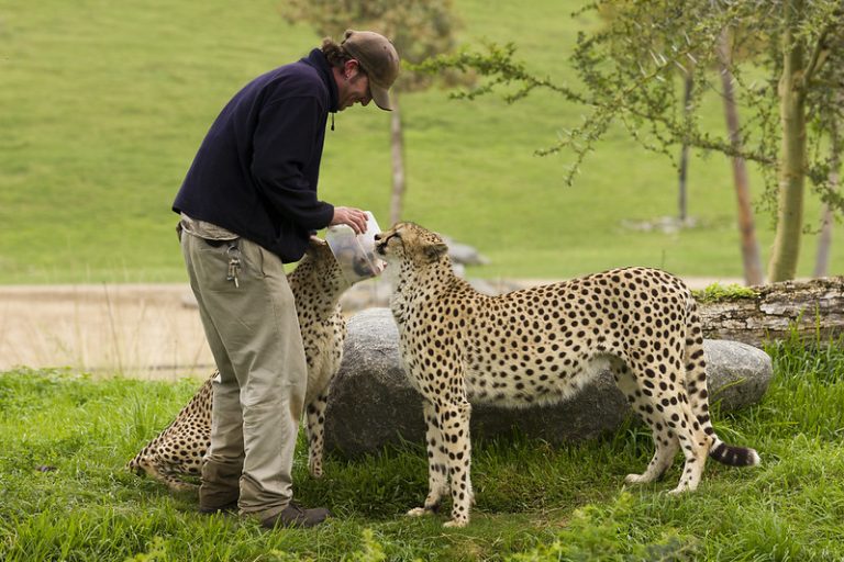 26 Captivating Facts About Cheetahs - Fact City