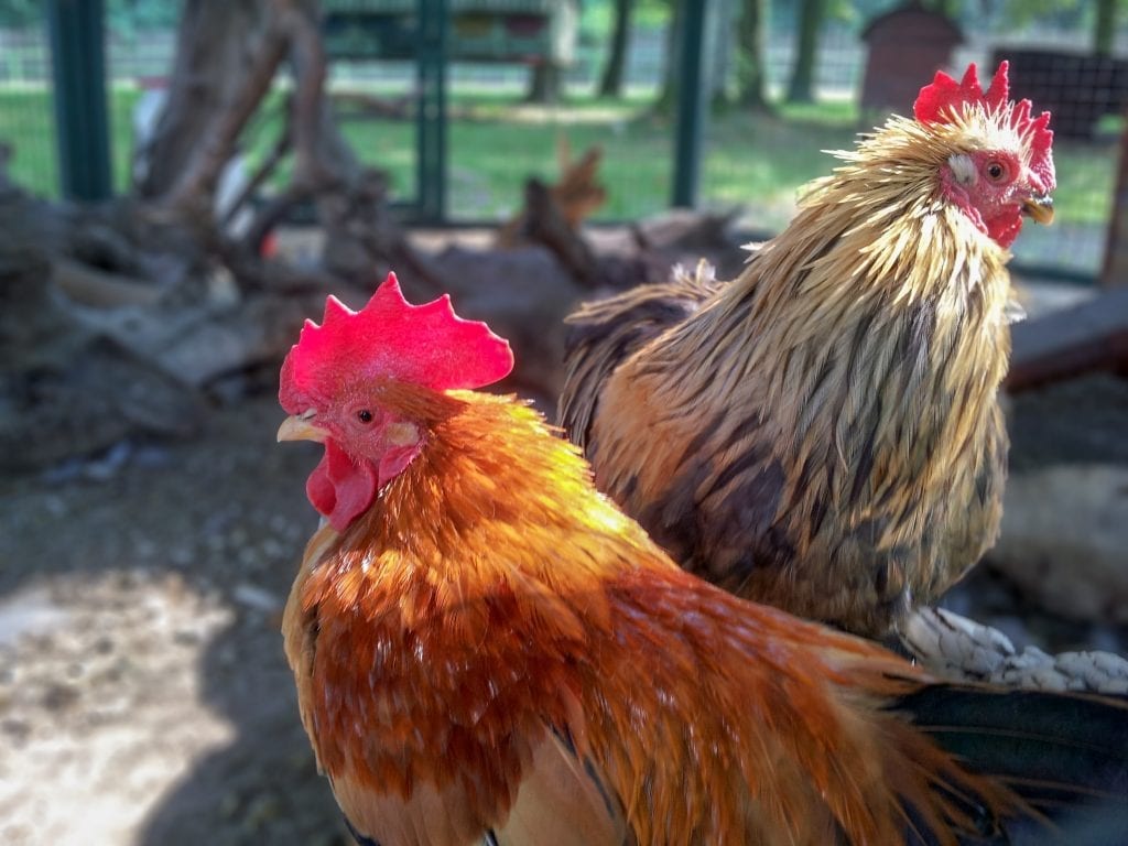17 Charming Facts About Chickens - Fact City
