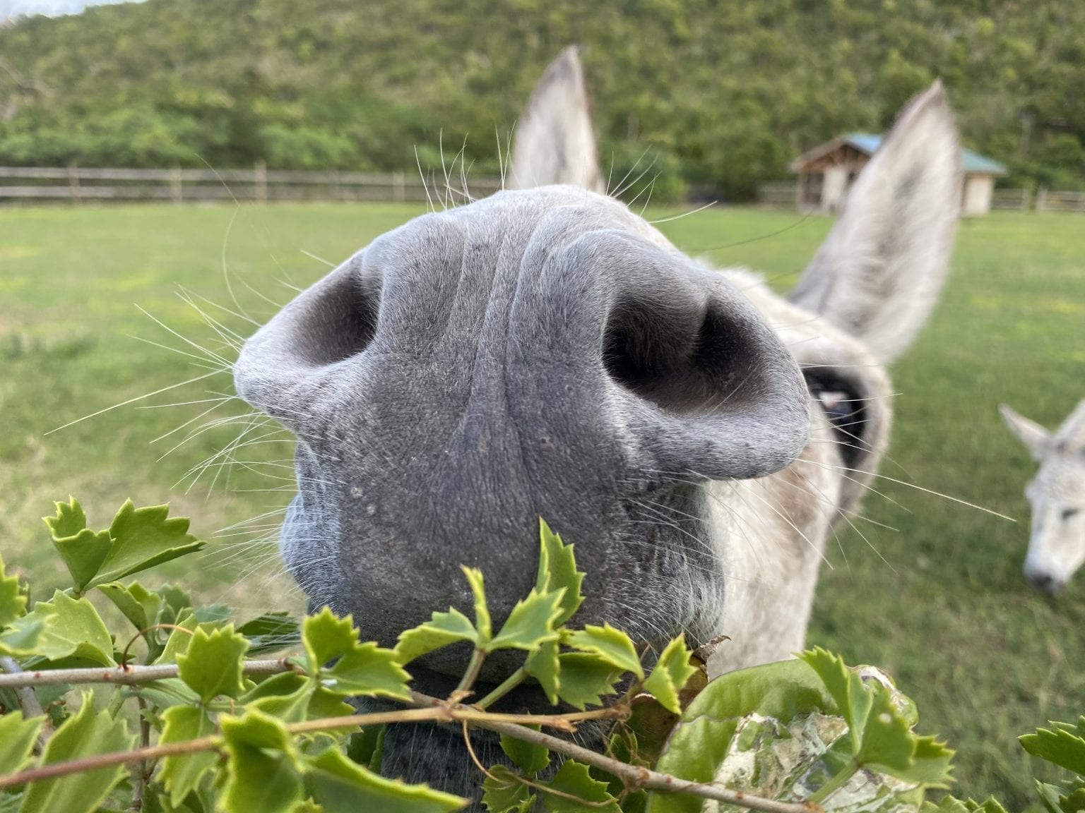 24 Delightful Facts About Donkeys - Fact City
