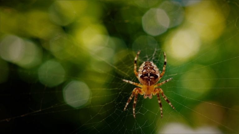 12 Strange Facts About Spiders - Fact City