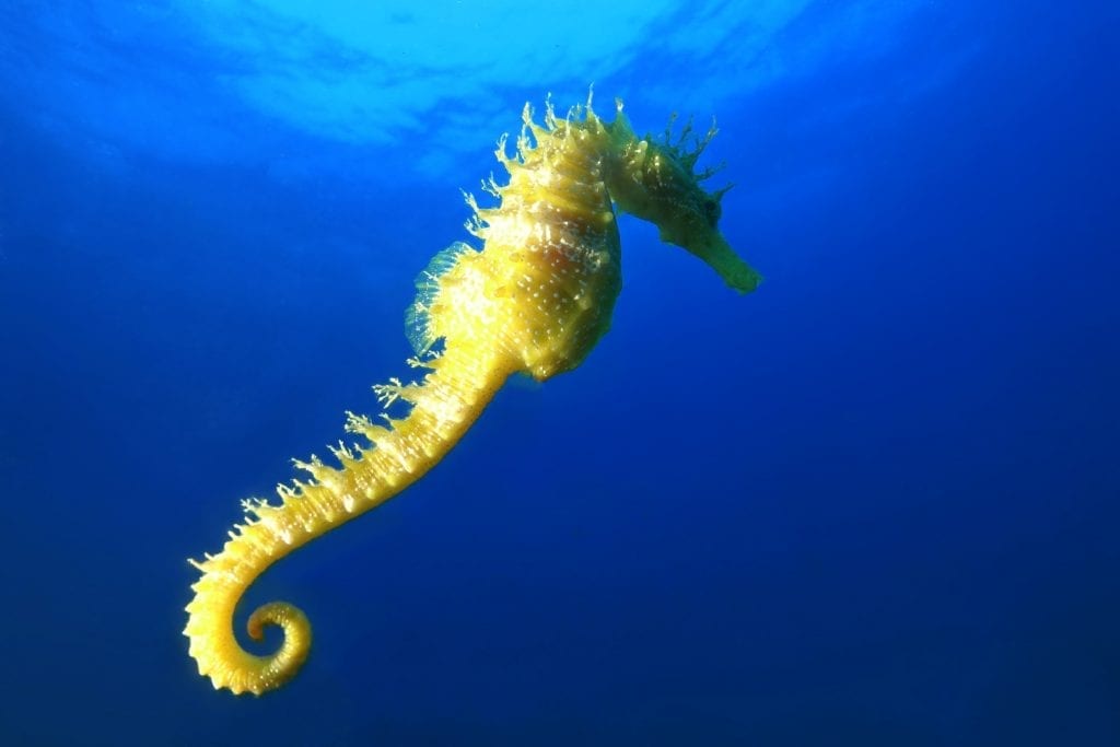 14 Sensational Facts About Seahorses - Fact City