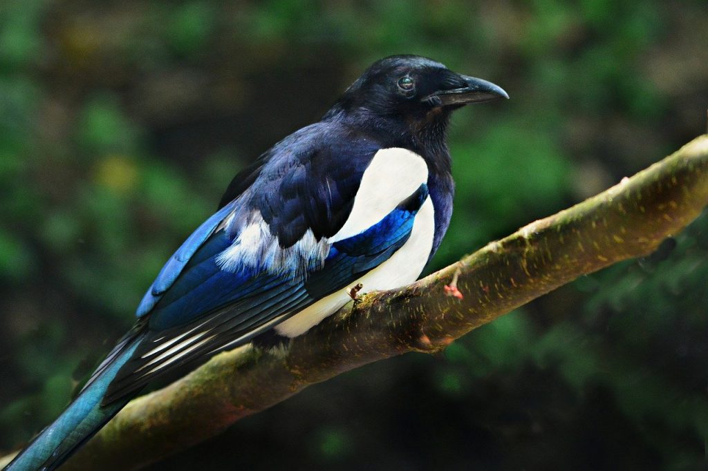 17 Interesting Facts About Magpies - Fact City