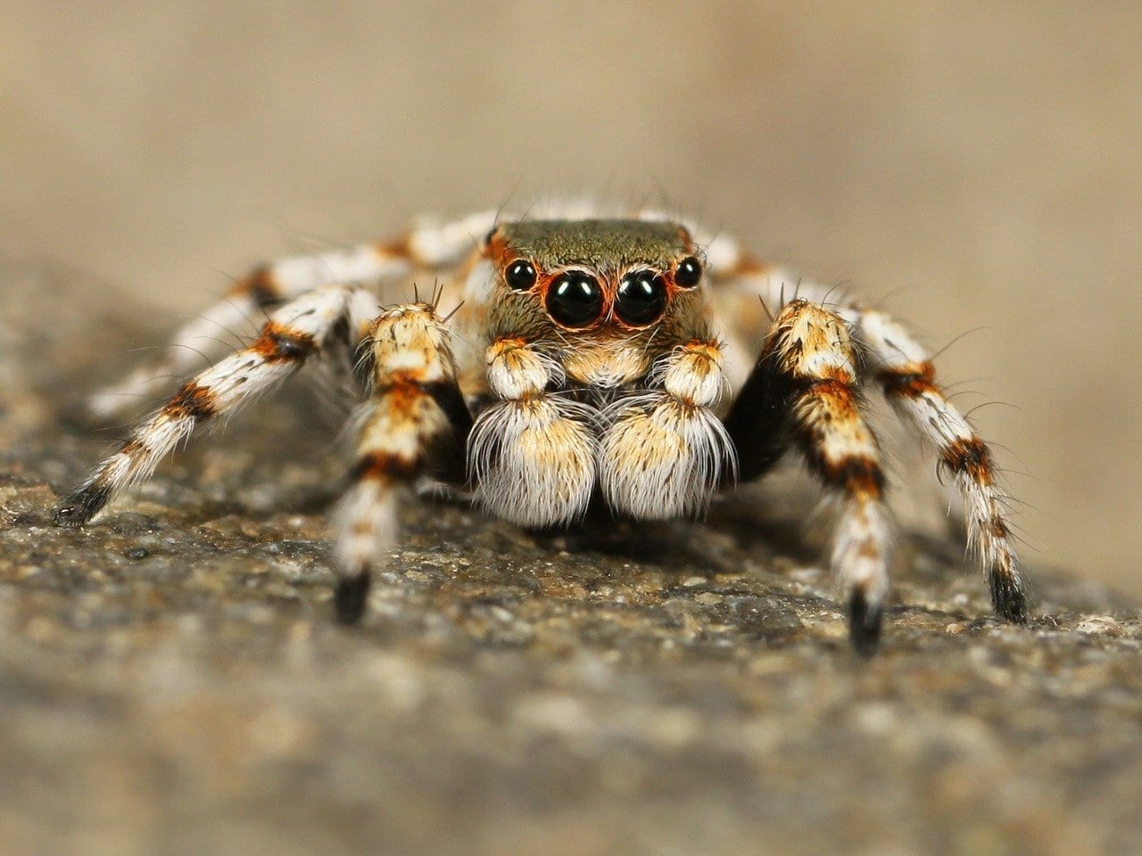 12 Strange Facts About Spiders - Fact City