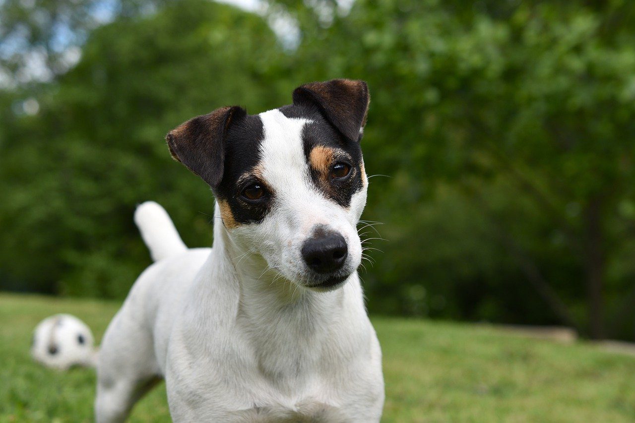 20 Revealing Facts About Jack Russell Dogs - Fact City