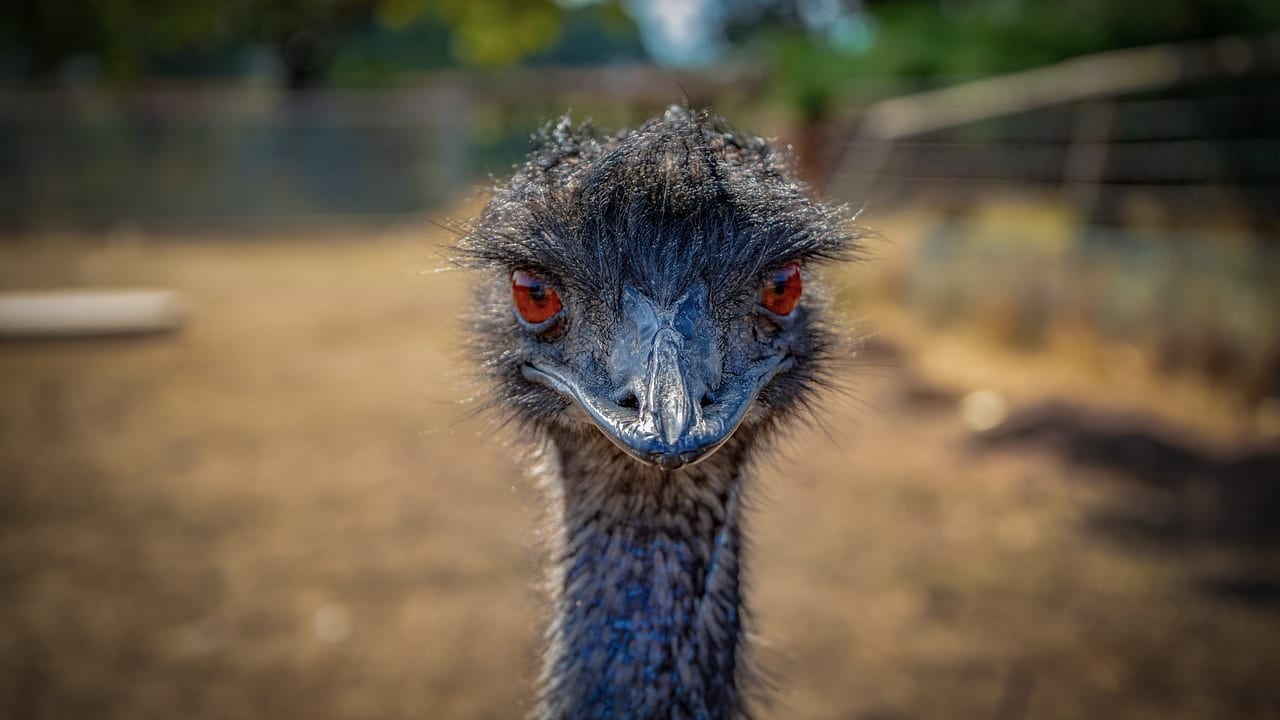 30 Energizing Facts About Emus - Fact City