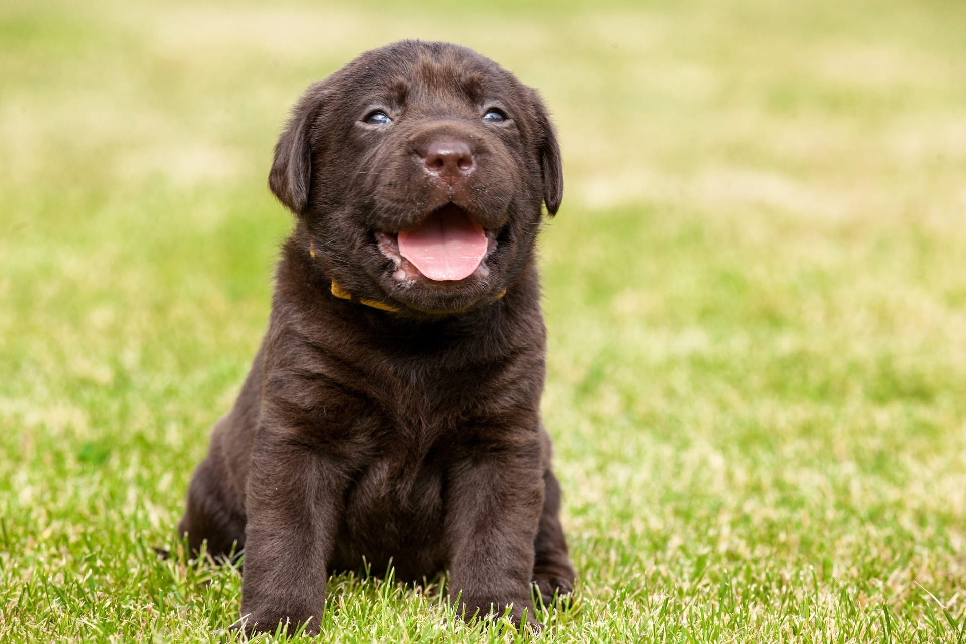 13 Little-Known Facts about Labradors - Fact City