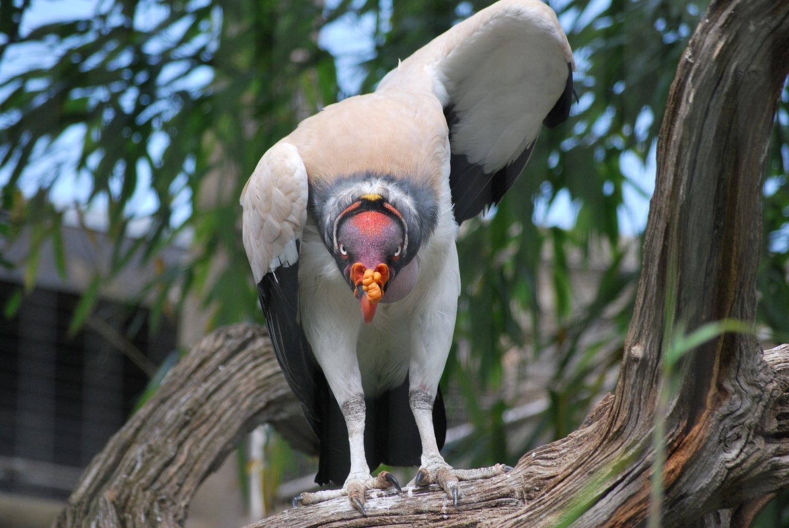 12 Legendary Facts About London Zoo - Fact City
