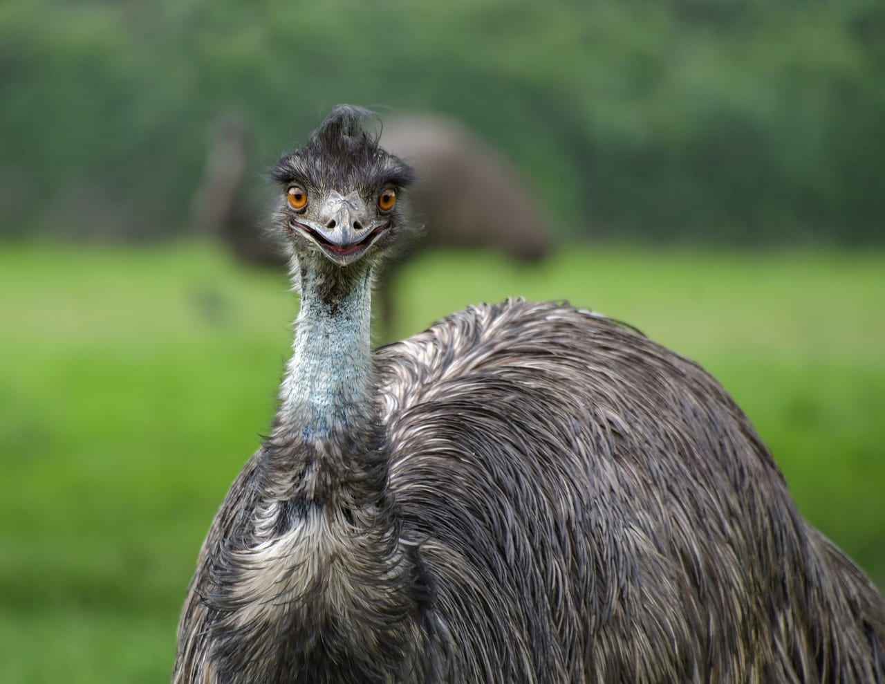 30 Energizing Facts About Emus - Fact City