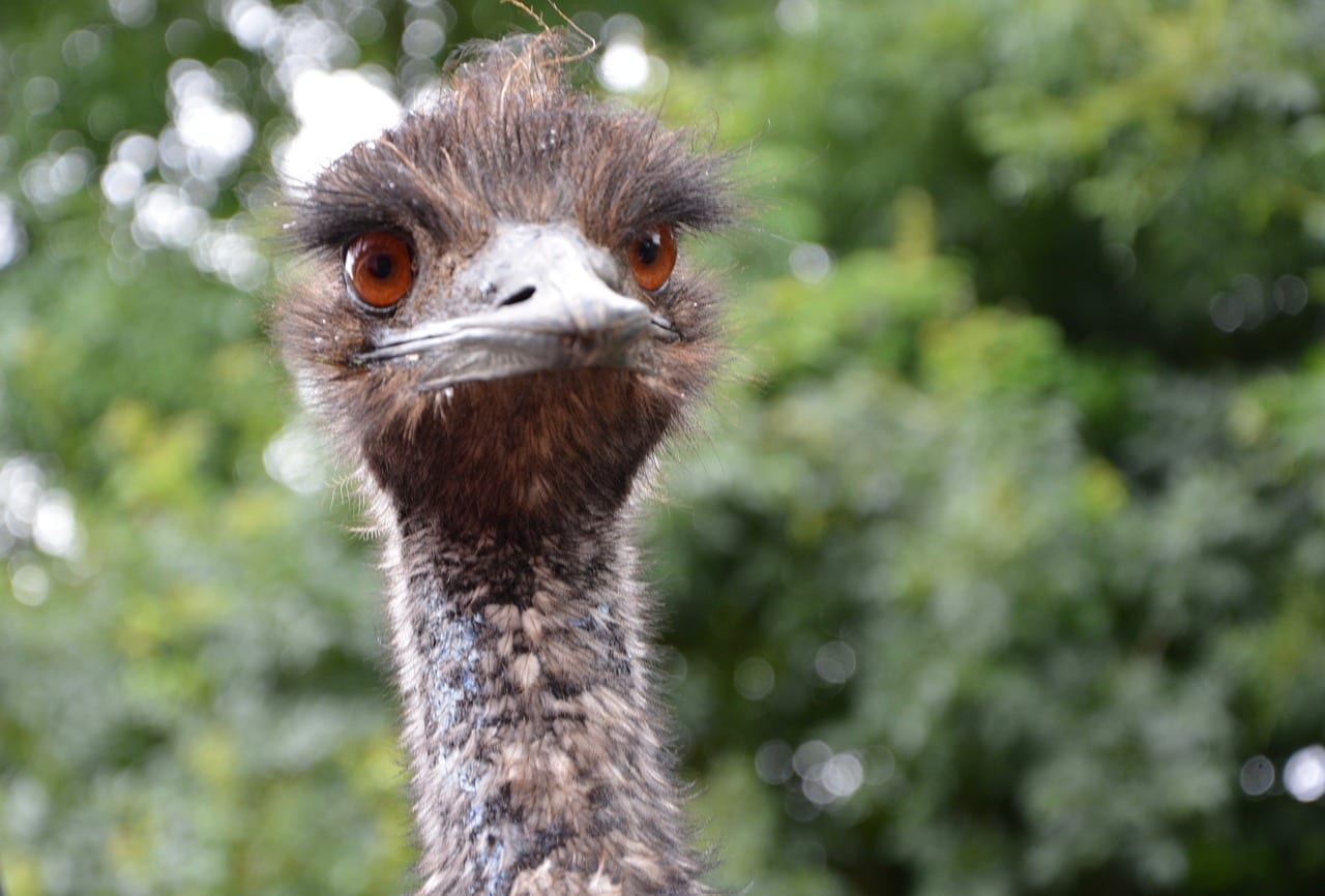 30 Energizing Facts About Emus - Fact City