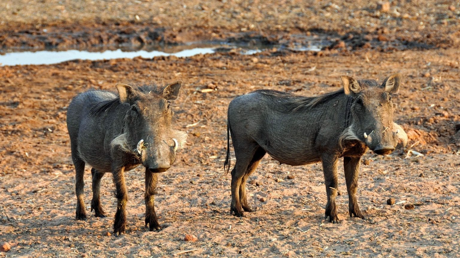 25 Wonderful Facts About Warthogs - Fact City