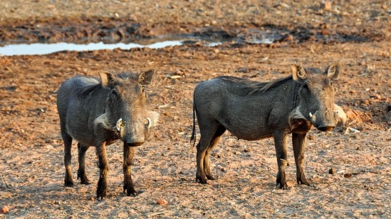 25 Wonderful Facts About Warthogs - Fact City