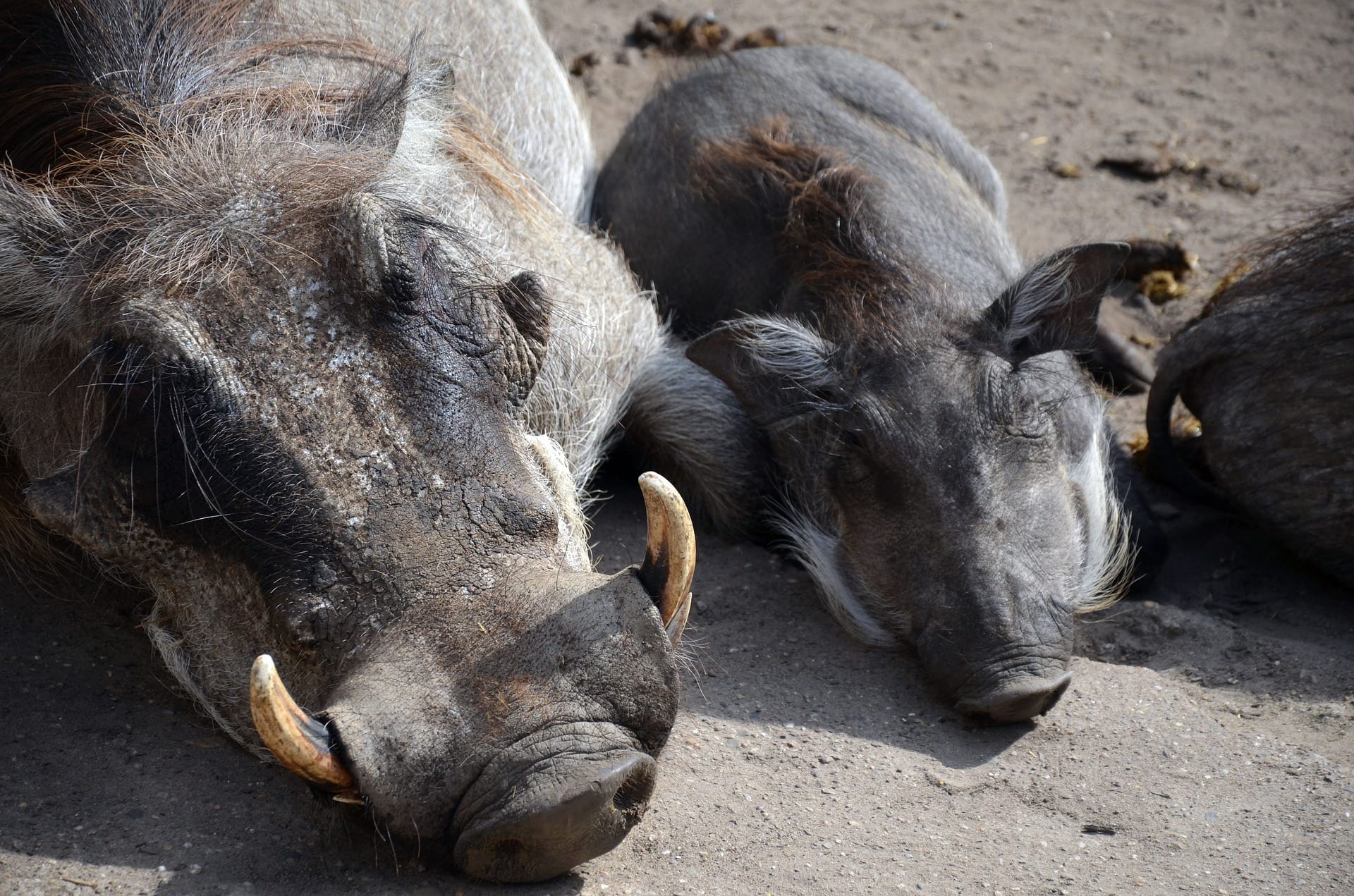 25 Wonderful Facts About Warthogs - Fact City
