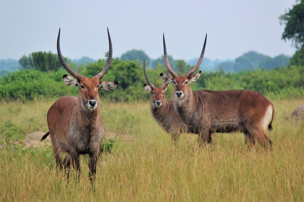 16 Awesome Facts about Antelope - Fact City