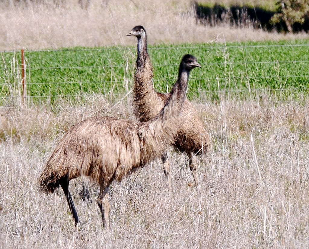 30 Energizing Facts About Emus - Fact City