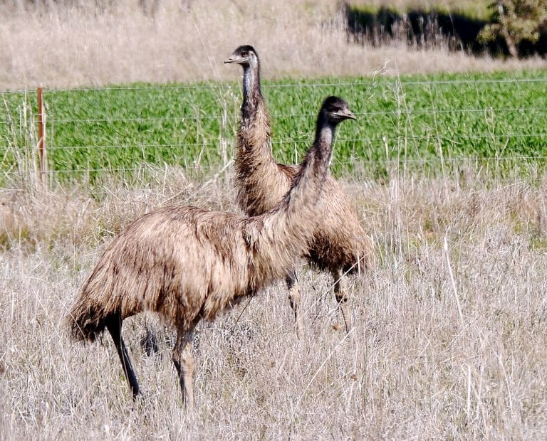 30 Energizing Facts About Emus - Fact City