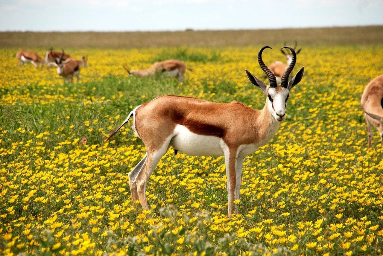 16 Awesome Facts about Antelope - Fact City