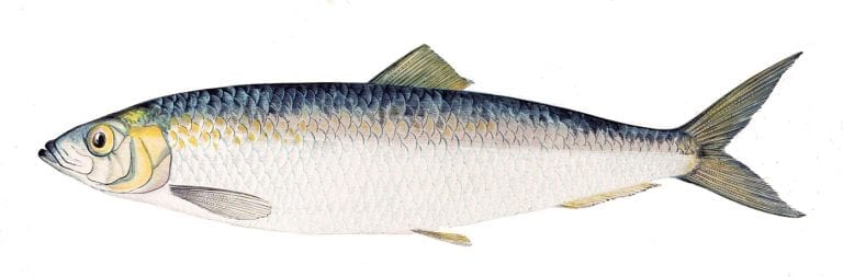 23 Hefty Facts About Herring - Fact City