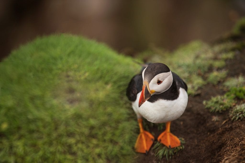 15 Perfect Facts About Puffins - Fact City