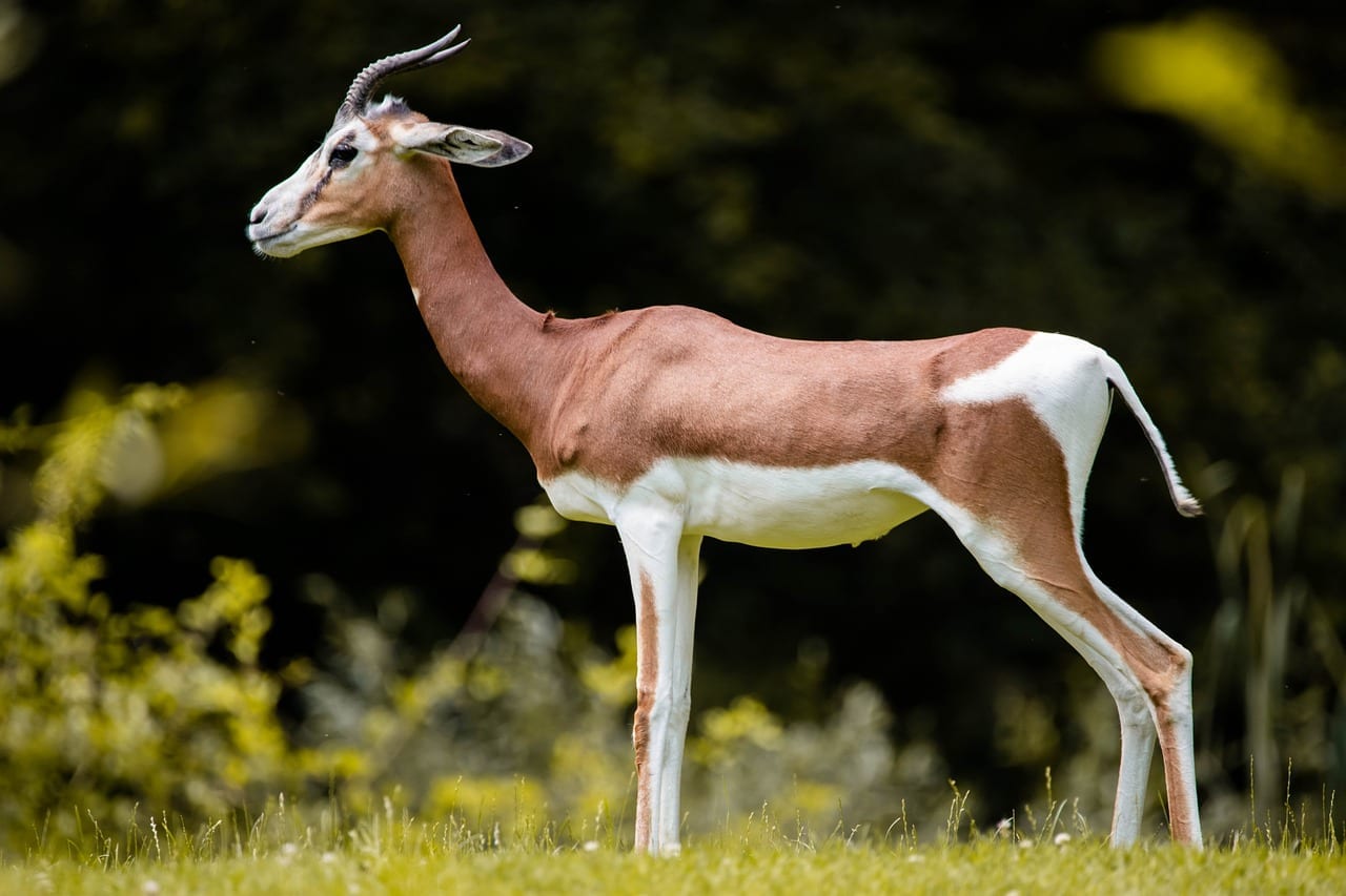 16 Awesome Facts about Antelope - Fact City