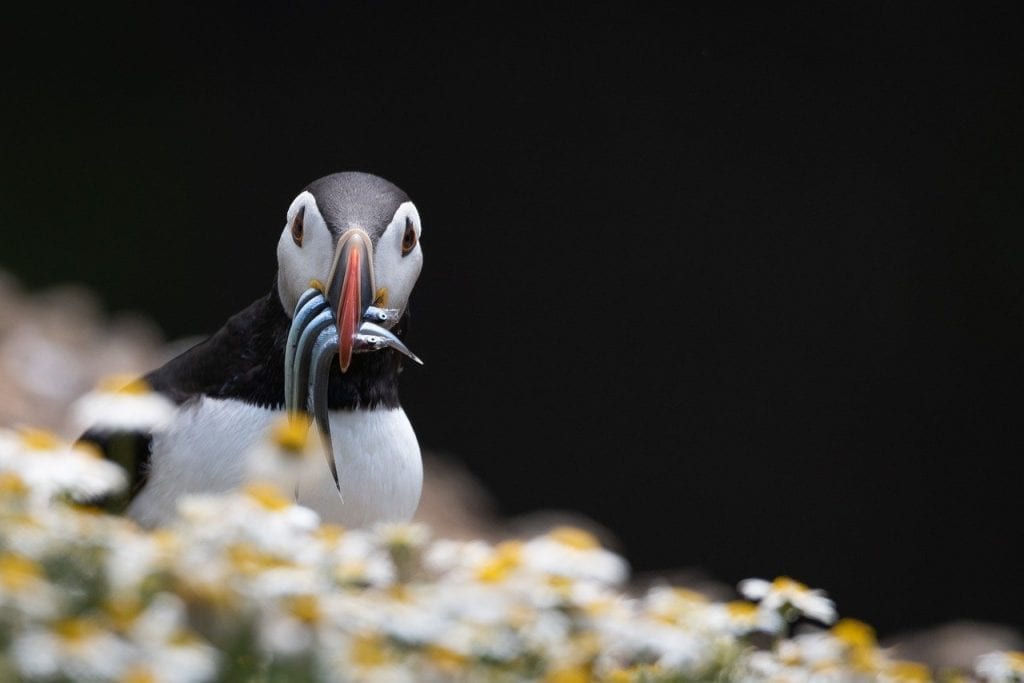 15 Perfect Facts About Puffins - Fact City
