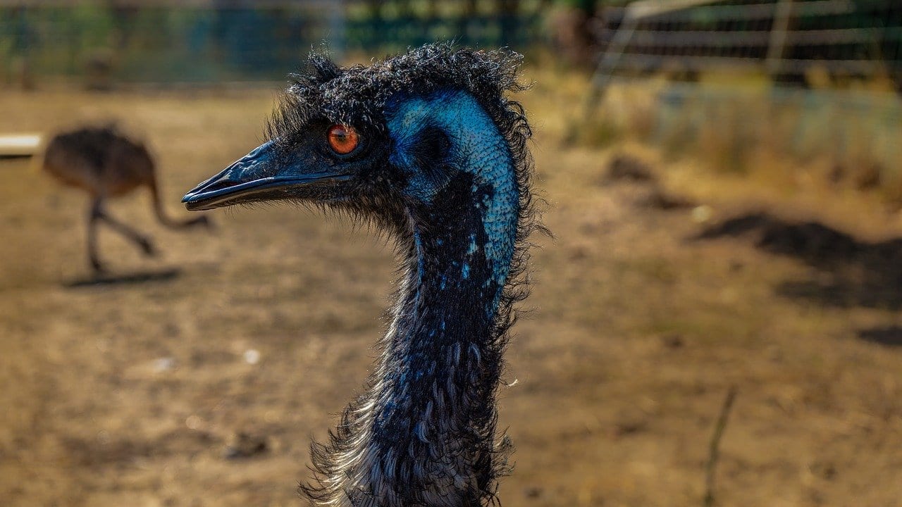 30 Energizing Facts About Emus - Fact City
