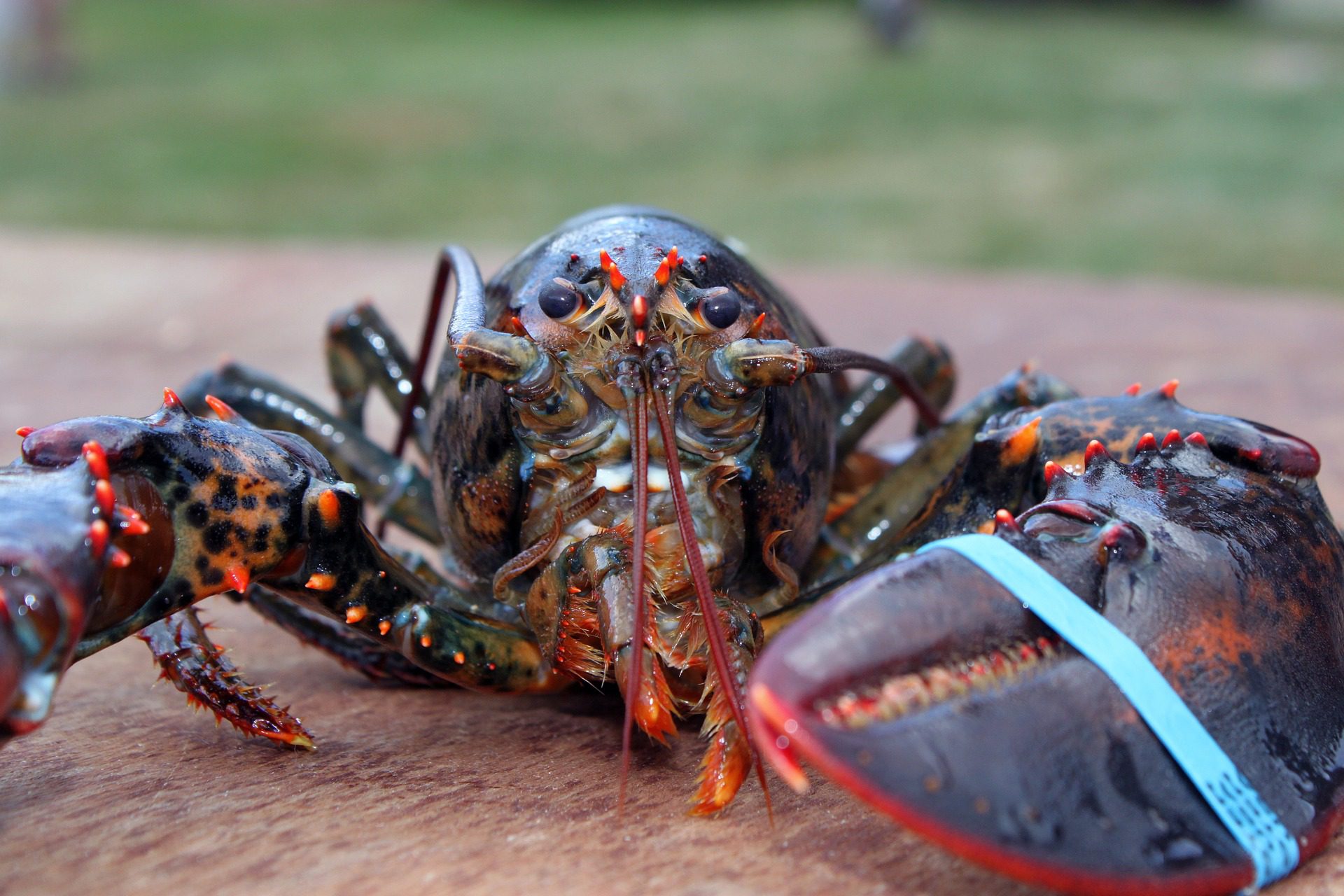 18 Luxurious Facts about Lobsters - Fact City