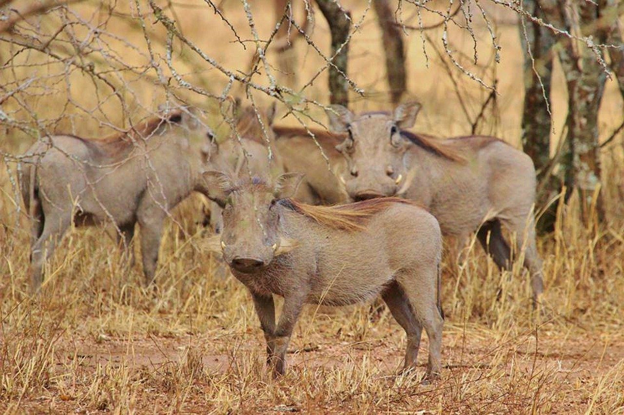25 Wonderful Facts About Warthogs - Fact City