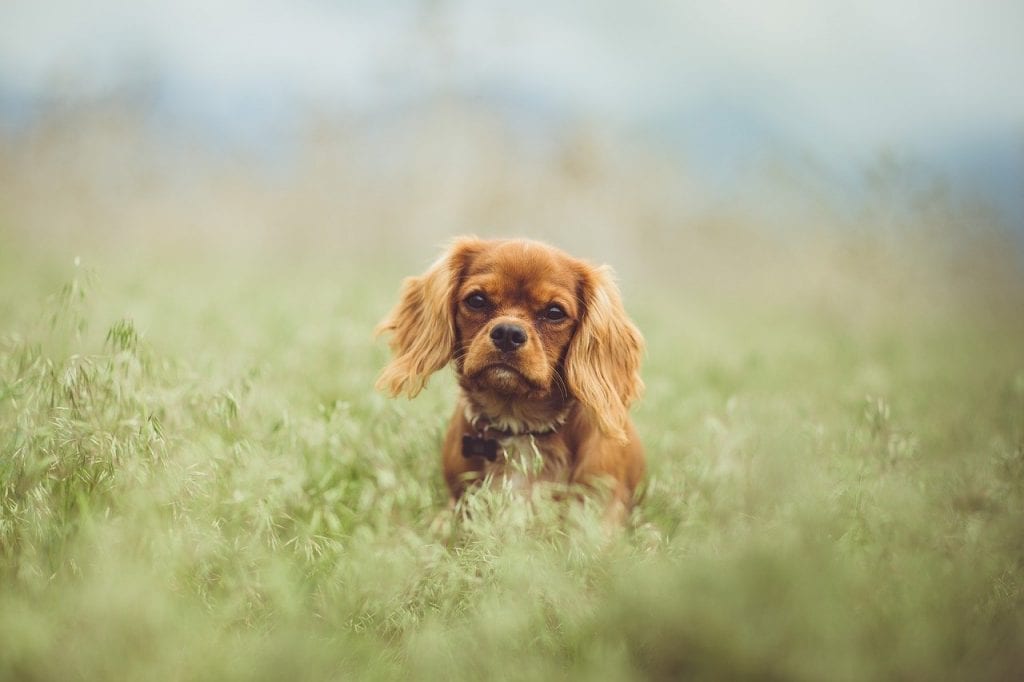 12 Super Facts about Spaniels - Fact City