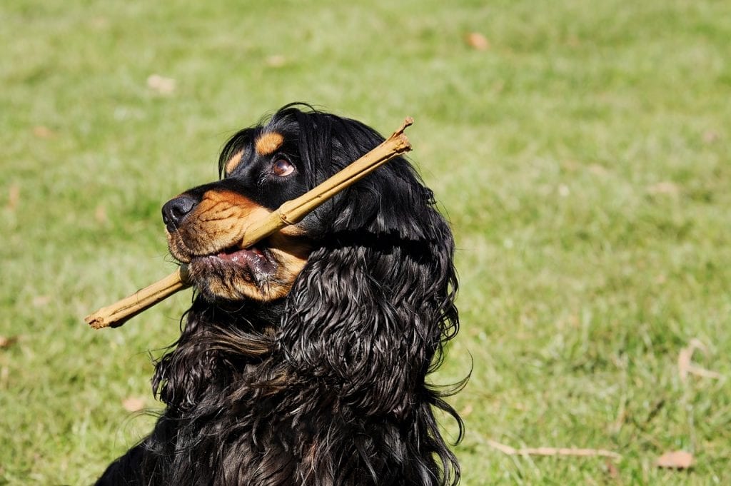 12 Super Facts about Spaniels - Fact City