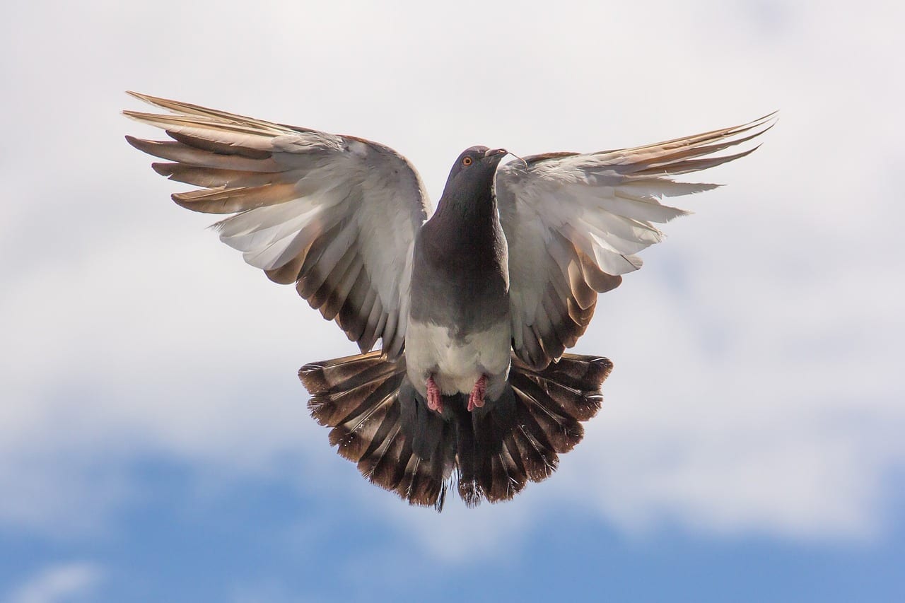 13 Coo-lorful Facts About Pigeons - Fact City