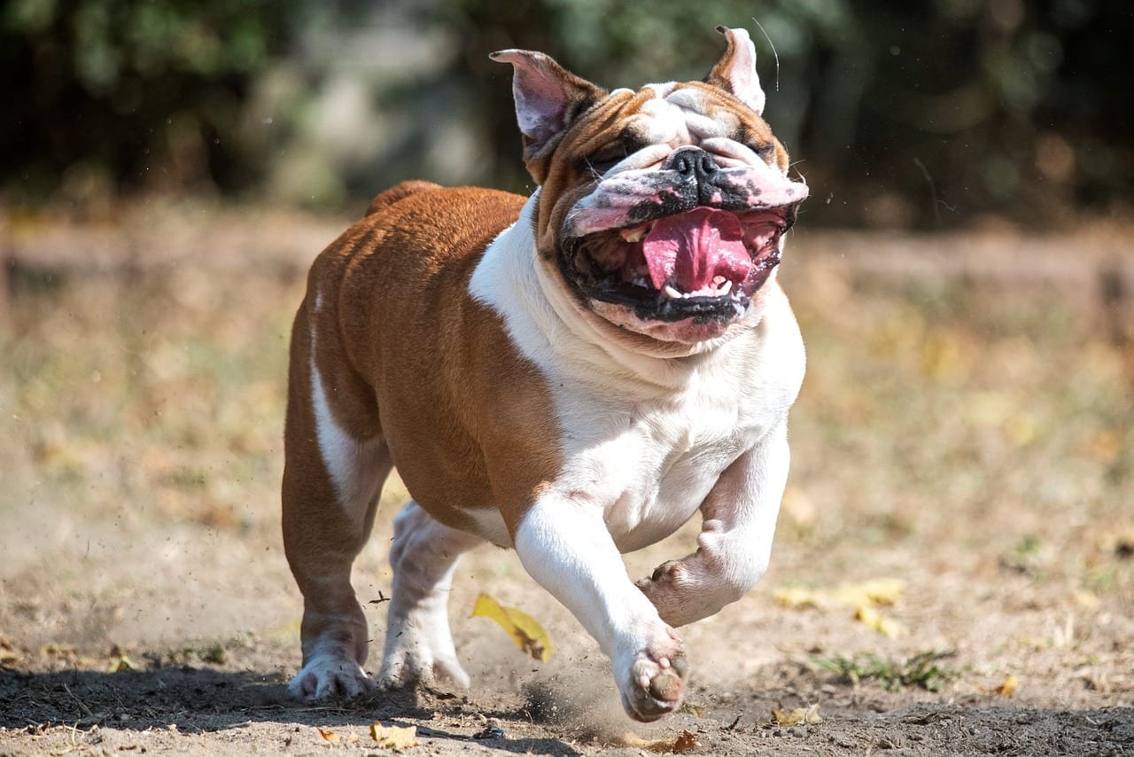 25 Badass Facts About British Bulldogs - Fact City