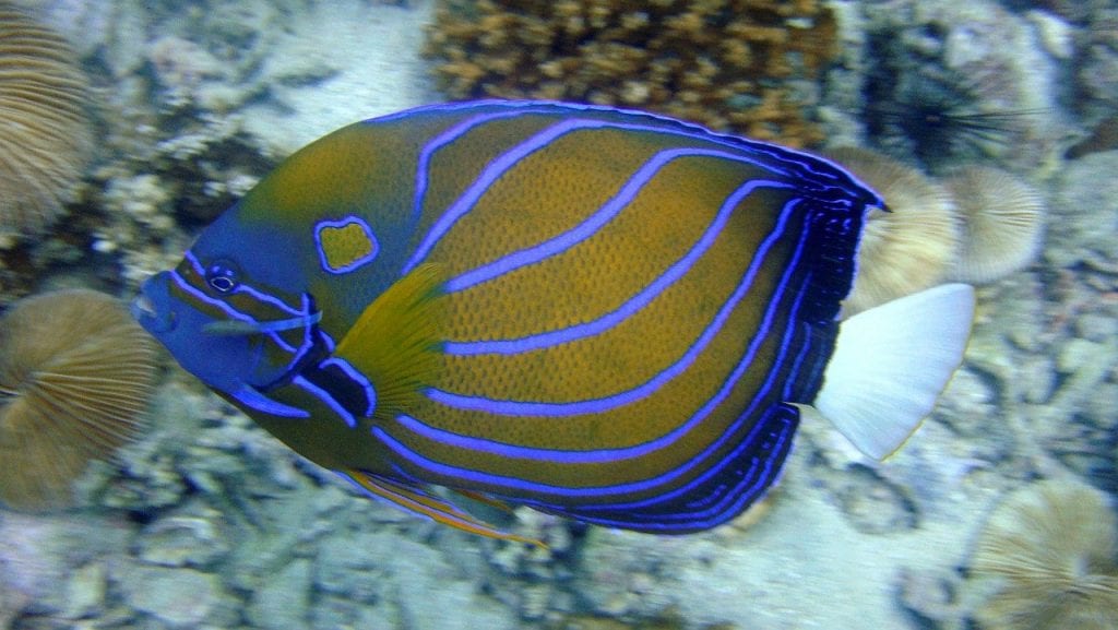 15 Top Facts About Tropical Fish - Fact City