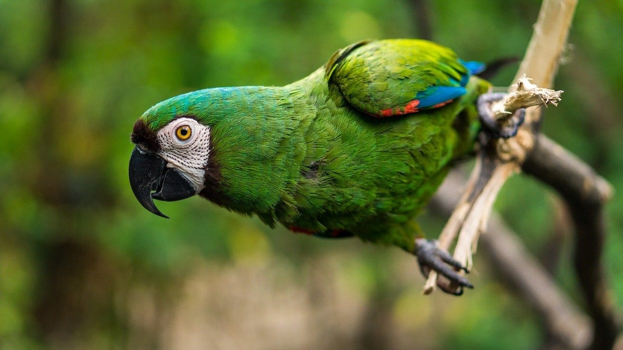 12 Pretty Good Facts About Parrots - Fact City