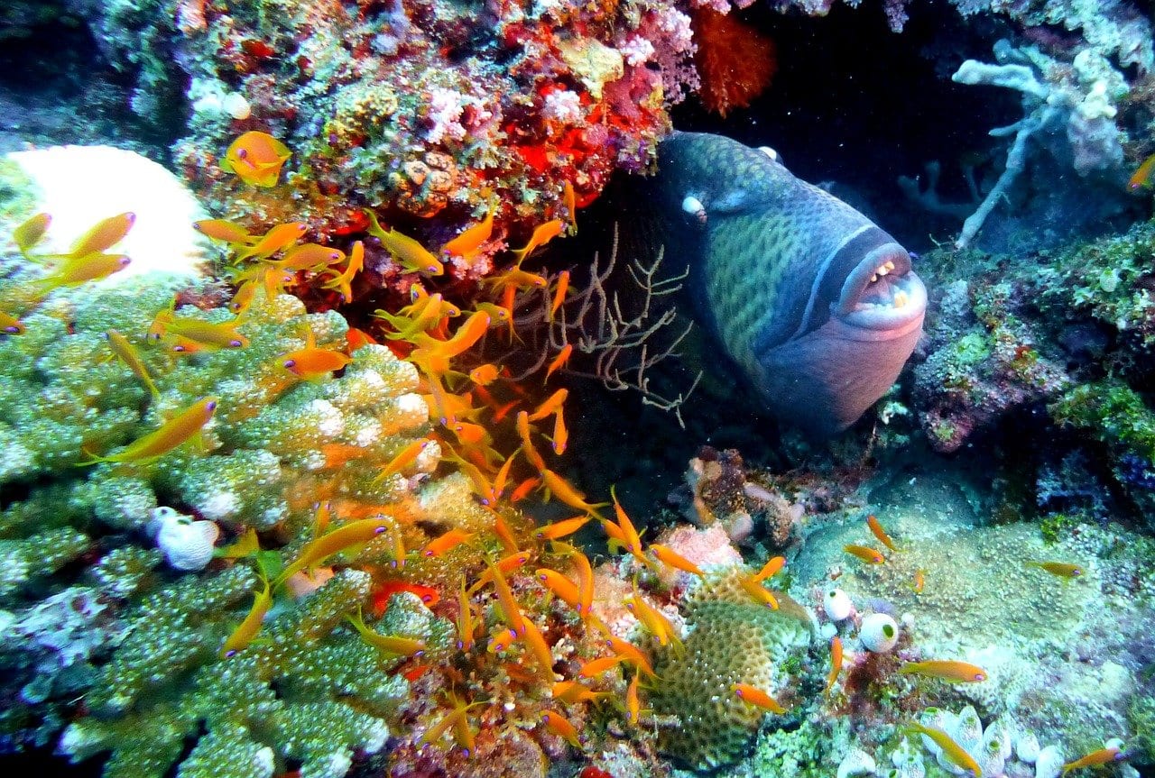 15 Top Facts About Tropical Fish - Fact City