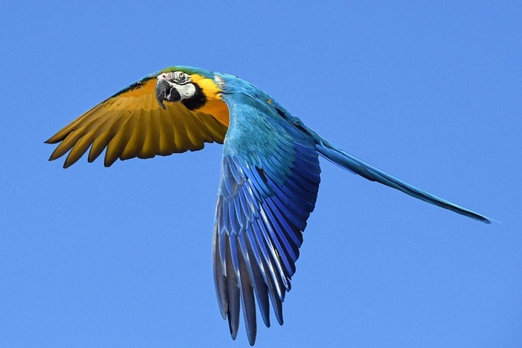 12 Pretty Good Facts About Parrots - Fact City