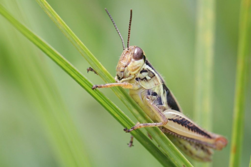 27 Great Facts About Grasshoppers - Fact City